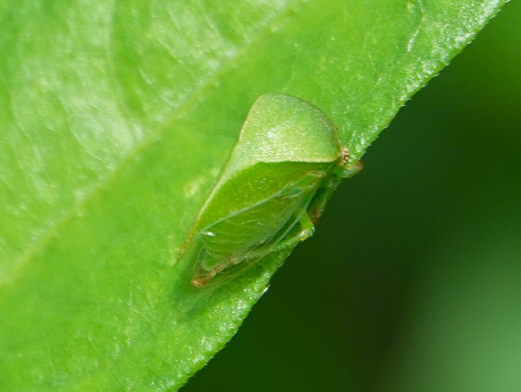 Three-cornered Alfalfa Hopper from Lake Wales, FL, USA on August 10 ...