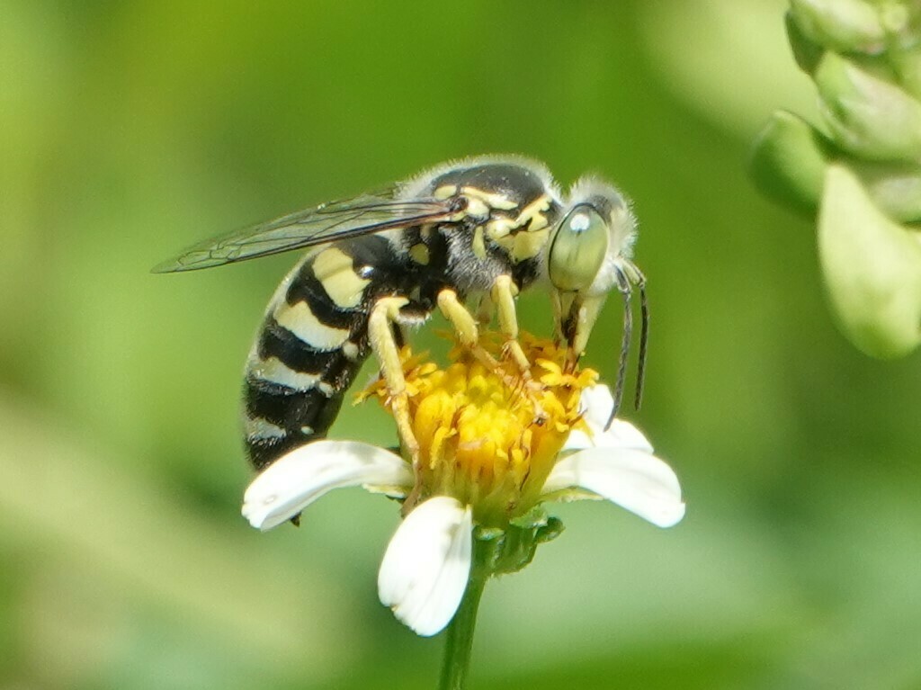 American Sand Wasp from Lake Wales, FL, USA on August 10, 2024 at 03:06 ...