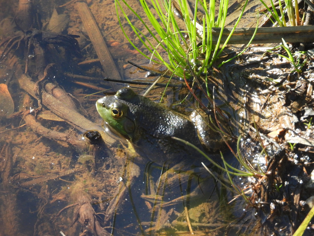 American Bullfrog from Bar Harbor, ME, USA on June 10, 2022 at 07:53 AM ...