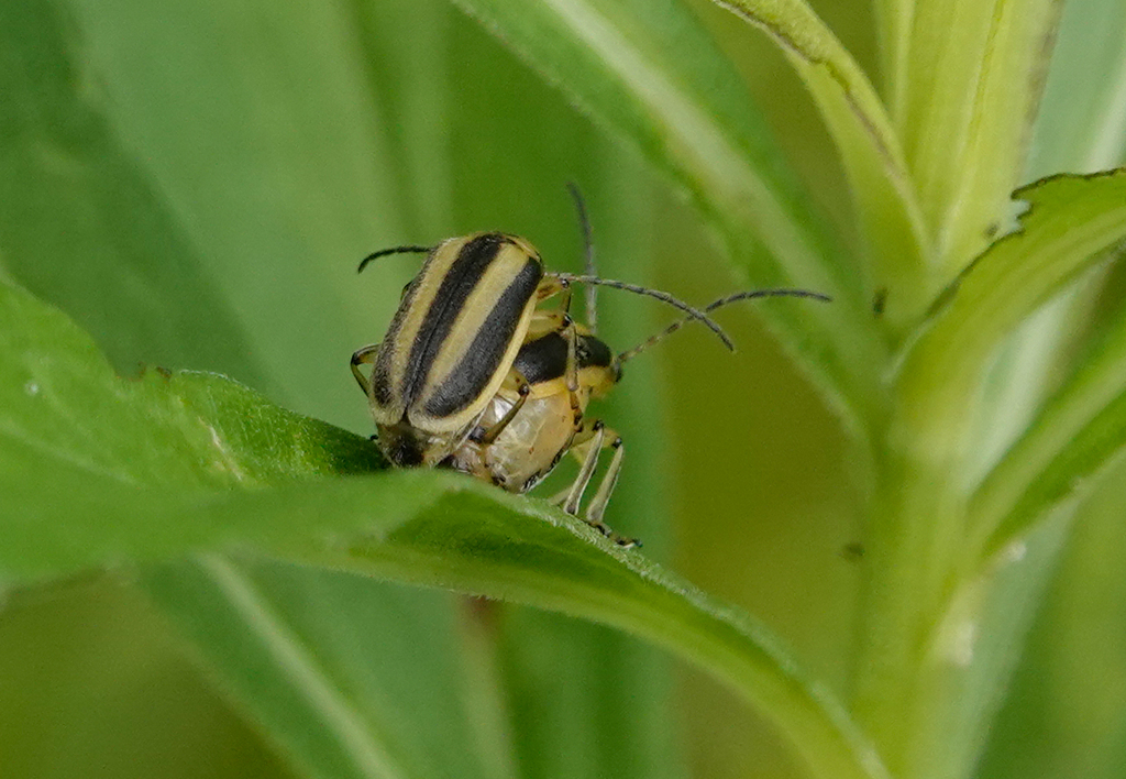 Goldenrod Leaf Beetle from Birchcliffe-Cliffside, Toronto, ON, Canada ...