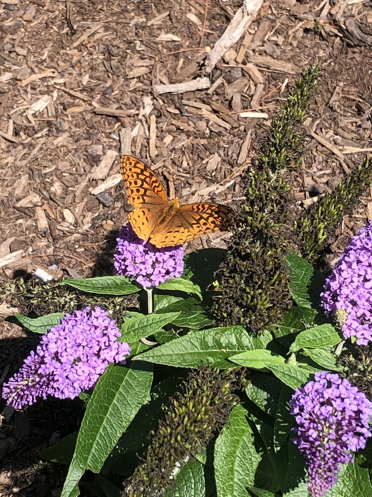 Great Spangled Fritillary from Lakeview Dr, Penn Lake Park, PA, US on ...