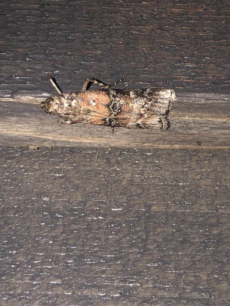 Zimmerman Pine Moth from Rang St-Albert, Ste-Mélanie, QC, CA on August ...