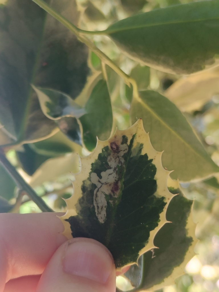 European Holly Leafminer from Rowancroft Workshops, Banham, Norwich ...