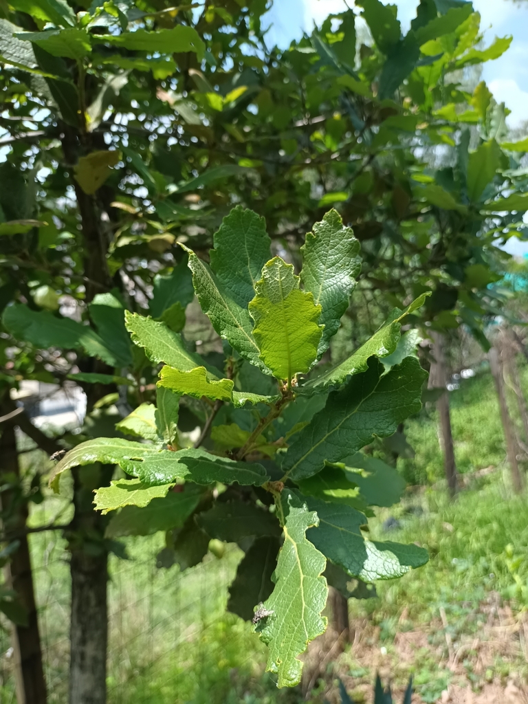 netleaf oak from Calle Mirasol, Manzana 006, Las Huertas 1ra Secc ...