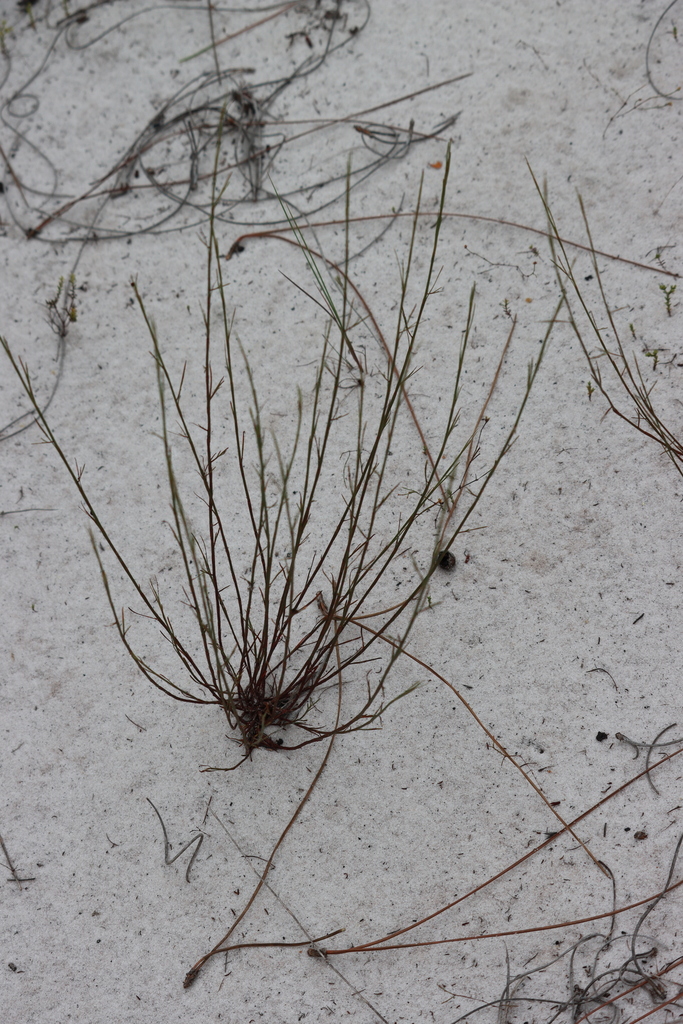 Florida jointweed in August 2024 by LW Ridge. Hairy Wireweed? · iNaturalist
