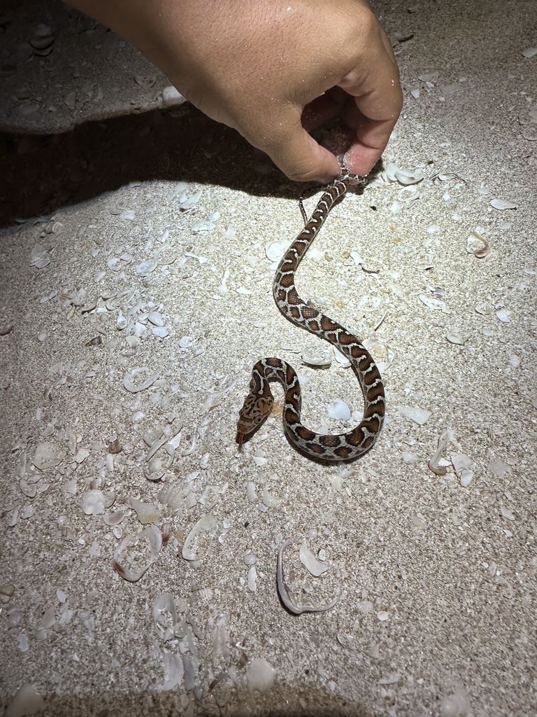 culebra ratonera amarillo-rojiza desde MX el 31 de julio de 2024 a las ...