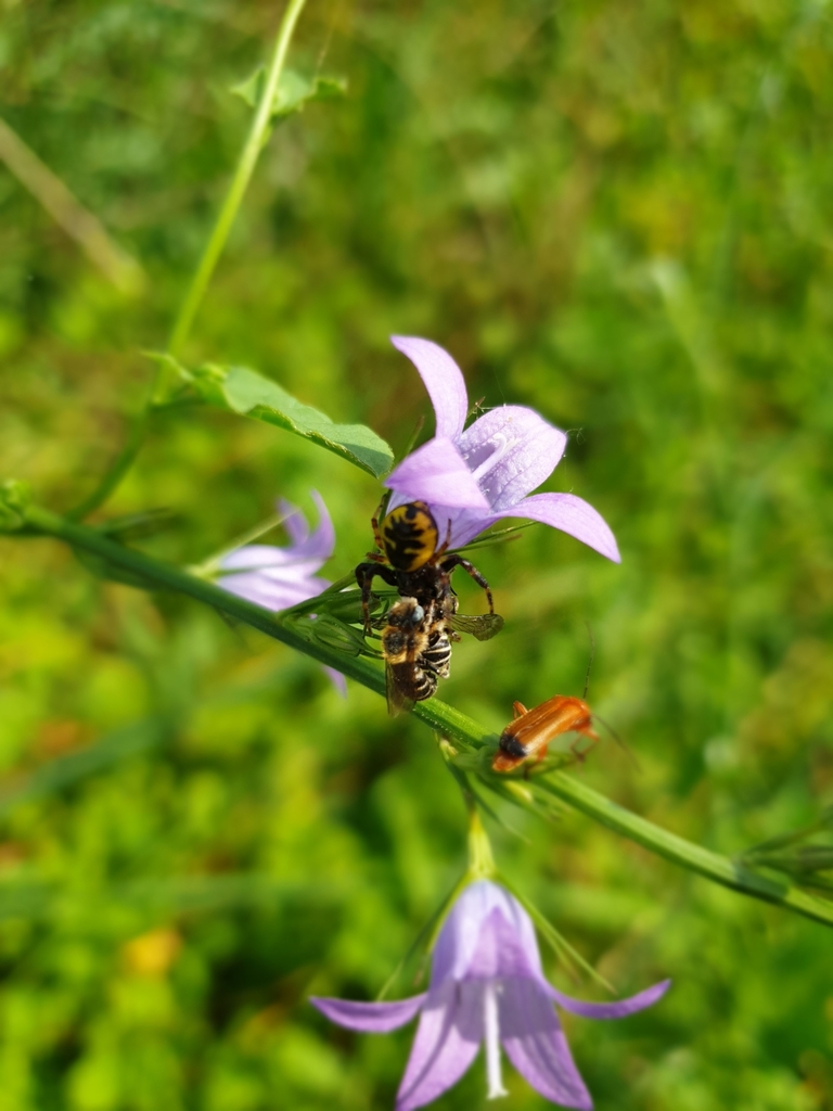 Napoleon Spider from 37067 Valeggio sul Mincio VR, Italia on June 11 ...