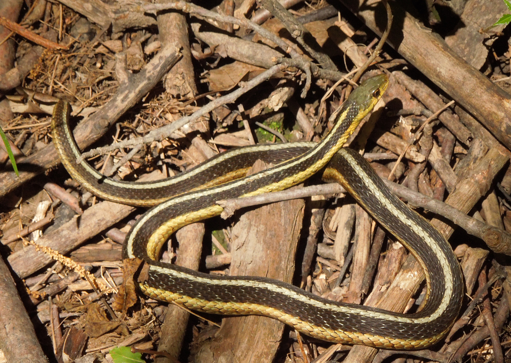 Common Garter Snake from Meridian Park on July 2, 2016 by Cathy Murray ...