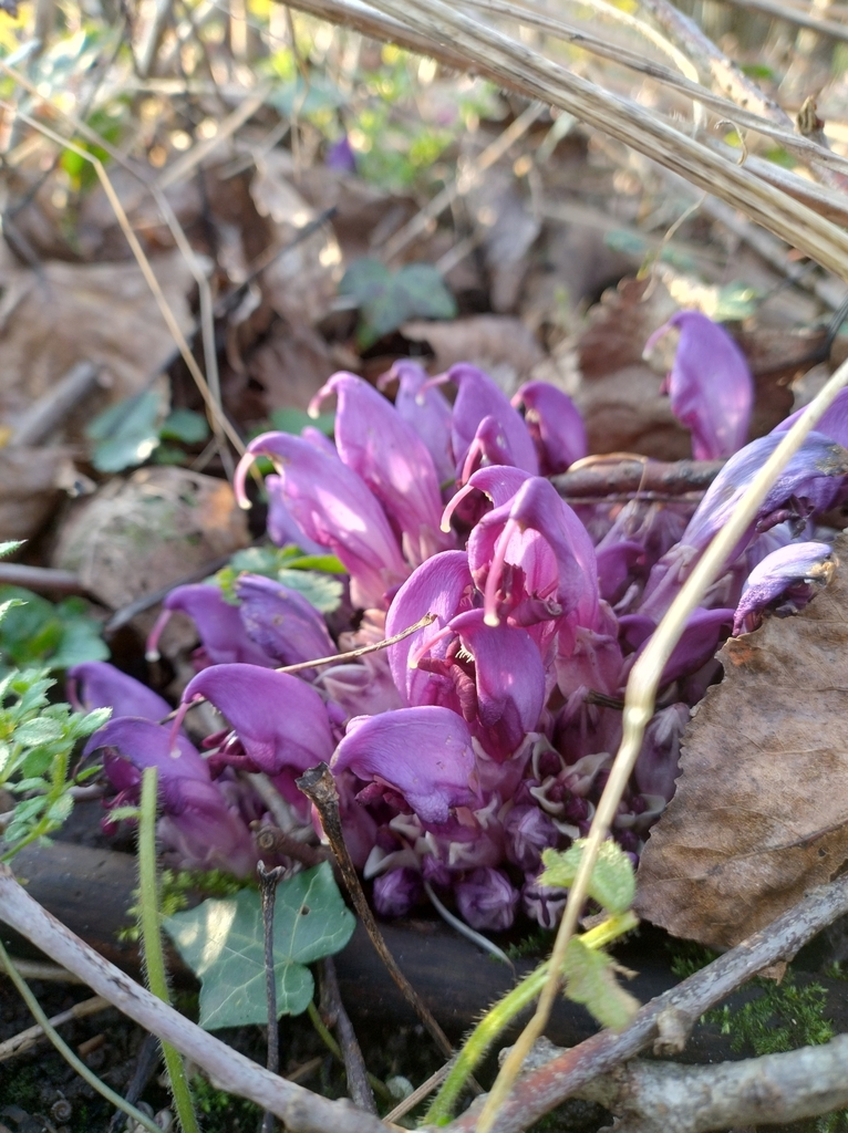 Purple Toothwort from West End, Woking GU24 9QP, UK on March 7, 2024 at ...