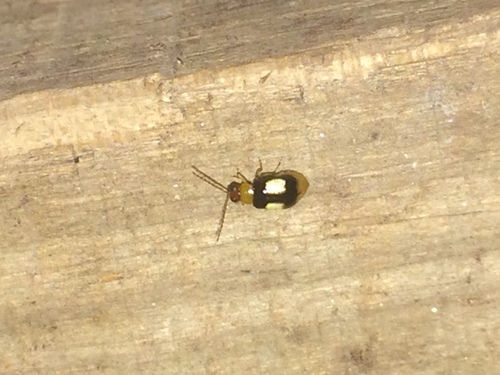 Monolepta zonula · iNaturalist United Kingdom