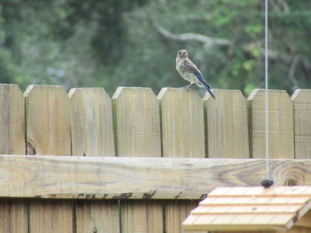 Eastern Bluebird from Lakeside, FL, USA on June 04, 2019 at 02:39 PM by ...