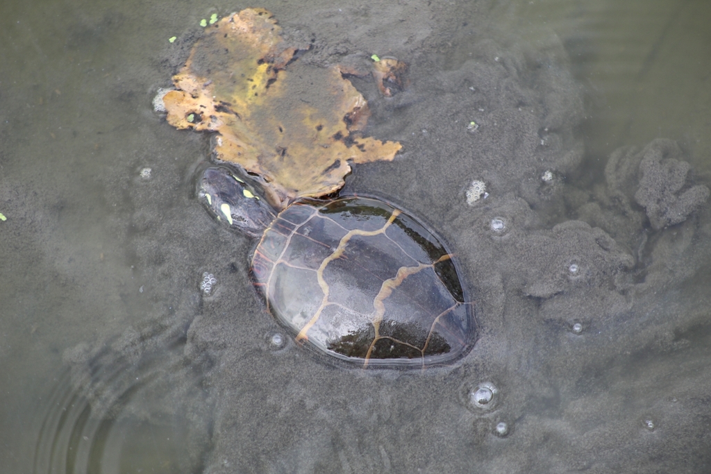 Painted Turtle from Philadelphia, PA 19153, USA on August 11, 2024 at ...