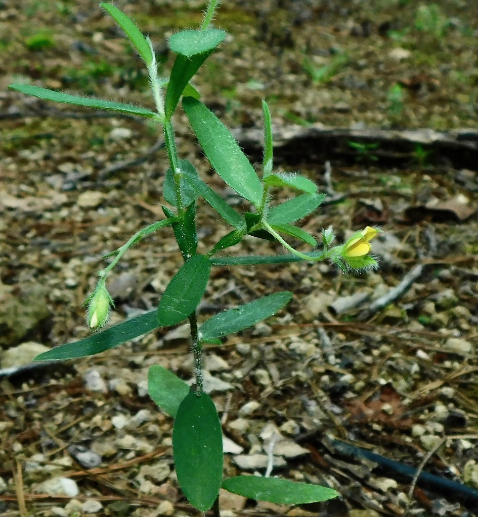 arrowhead rattlebox (Crotalaria sagittalis) - Botanical Realm