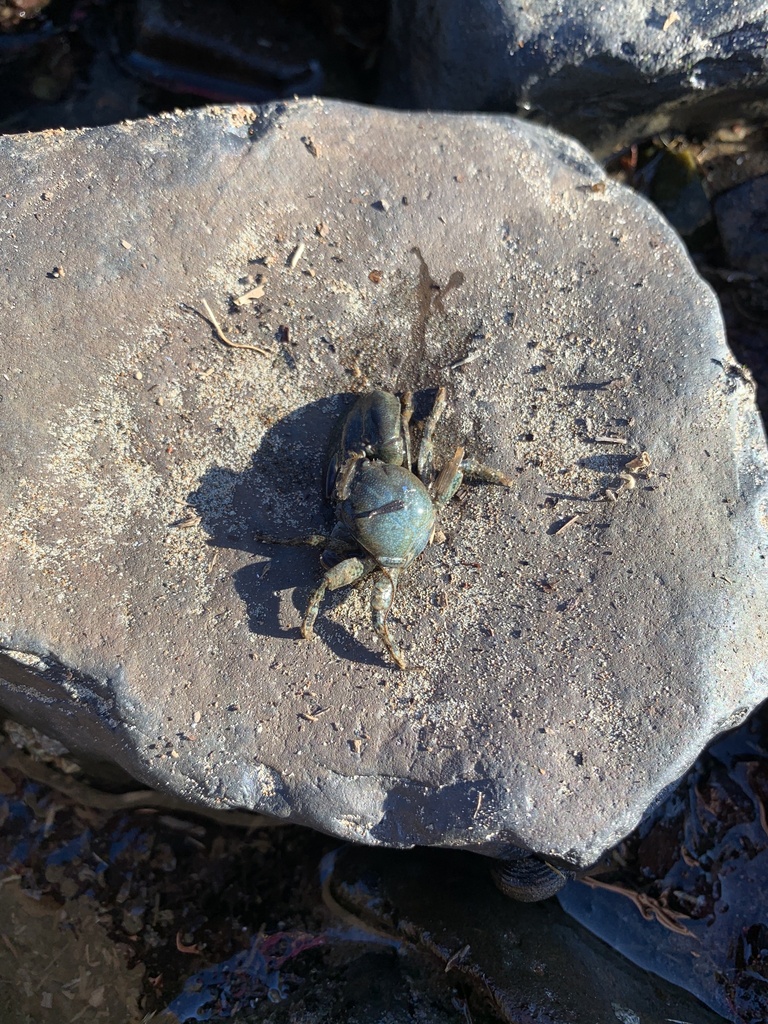 New Zealand Half Crab from Akaroa Harbour, Banks Peninsula Ward ...