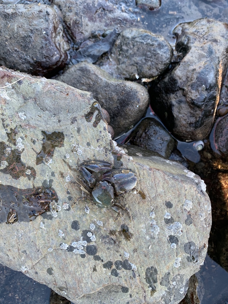 New Zealand Half Crab from Akaroa Harbour, Banks Peninsula Ward ...