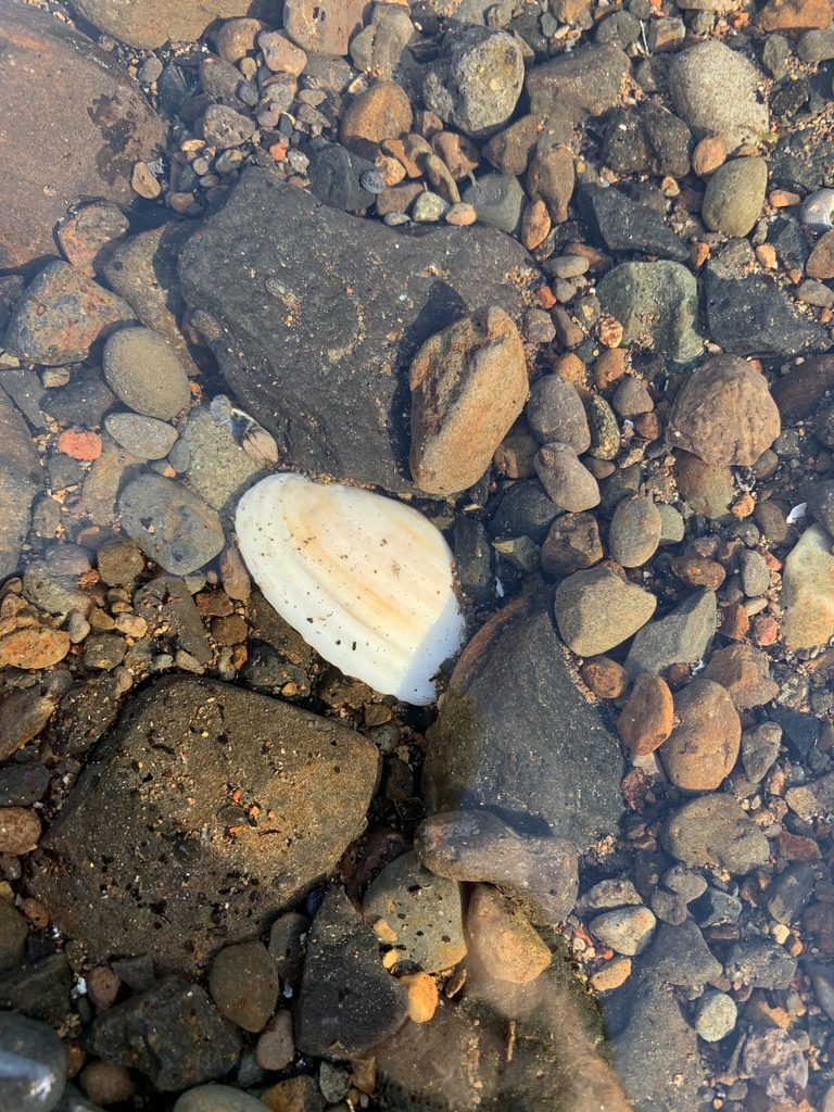 Pipi from Akaroa Harbour, Banks Peninsula Ward, Canterbury, NZ on ...