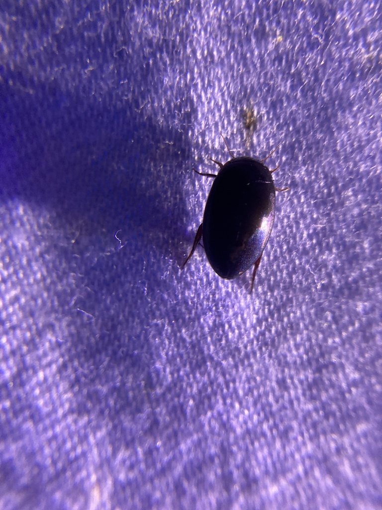 Beetles from Bog Loop, Walpole, NH, US on August 10, 2024 at 08:34 PM ...