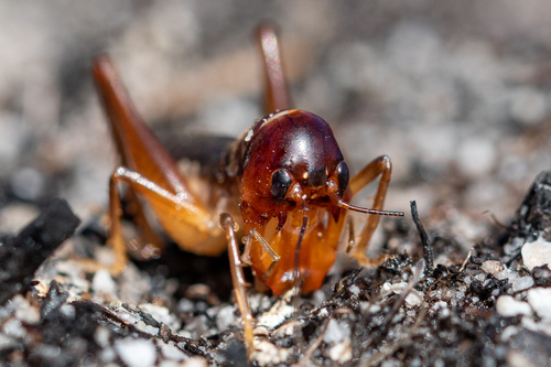 Peninsula Gnashing Cricket (Henicus brevimucronatus) · iNaturalist ...