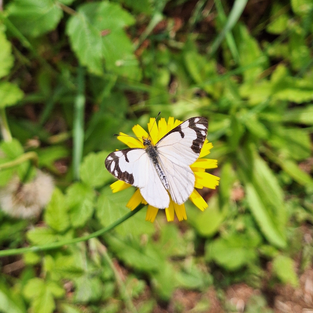 Pine White from Otis, OR 97368, EE. UU. on August 8, 2024 at 01:39 PM ...