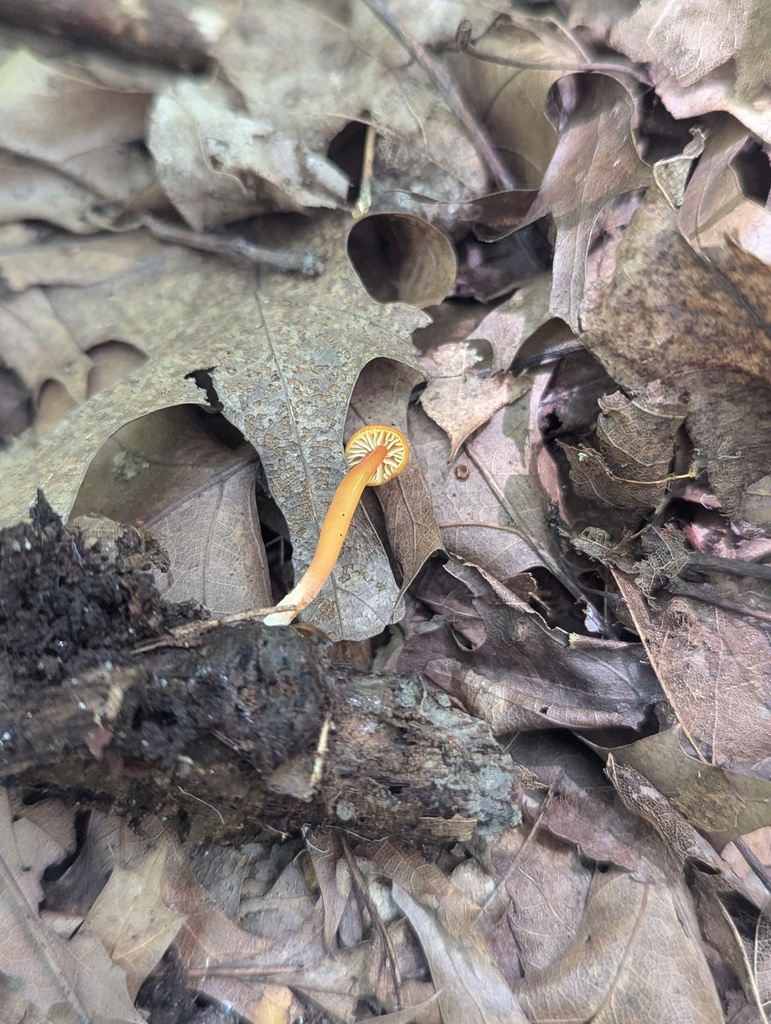 Hygrocybe parvula from Bath Twp, MI, USA on August 11, 2024 at 12:50 PM ...