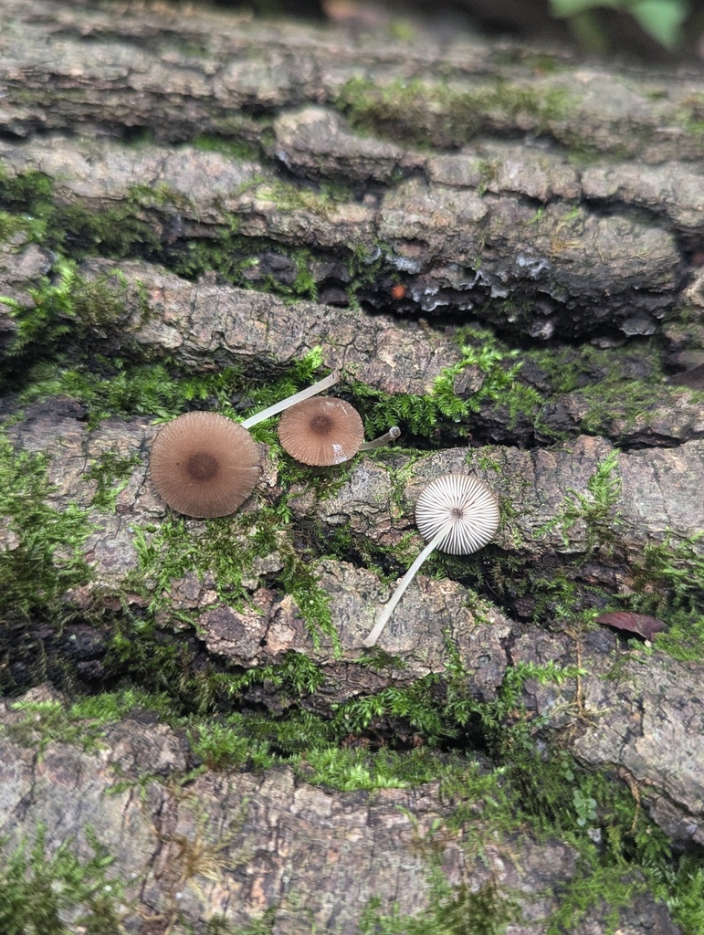 Pluteus seticeps from Shiawassee County, MI, USA on August 11, 2024 at ...