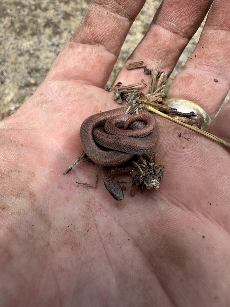 Sharp-tailed Snake from Paseo Cima, Walnut Creek, CA, US on August 11 ...