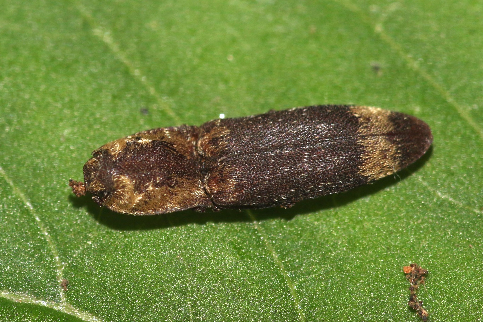 Lacon querceus (Herbst, 1784)