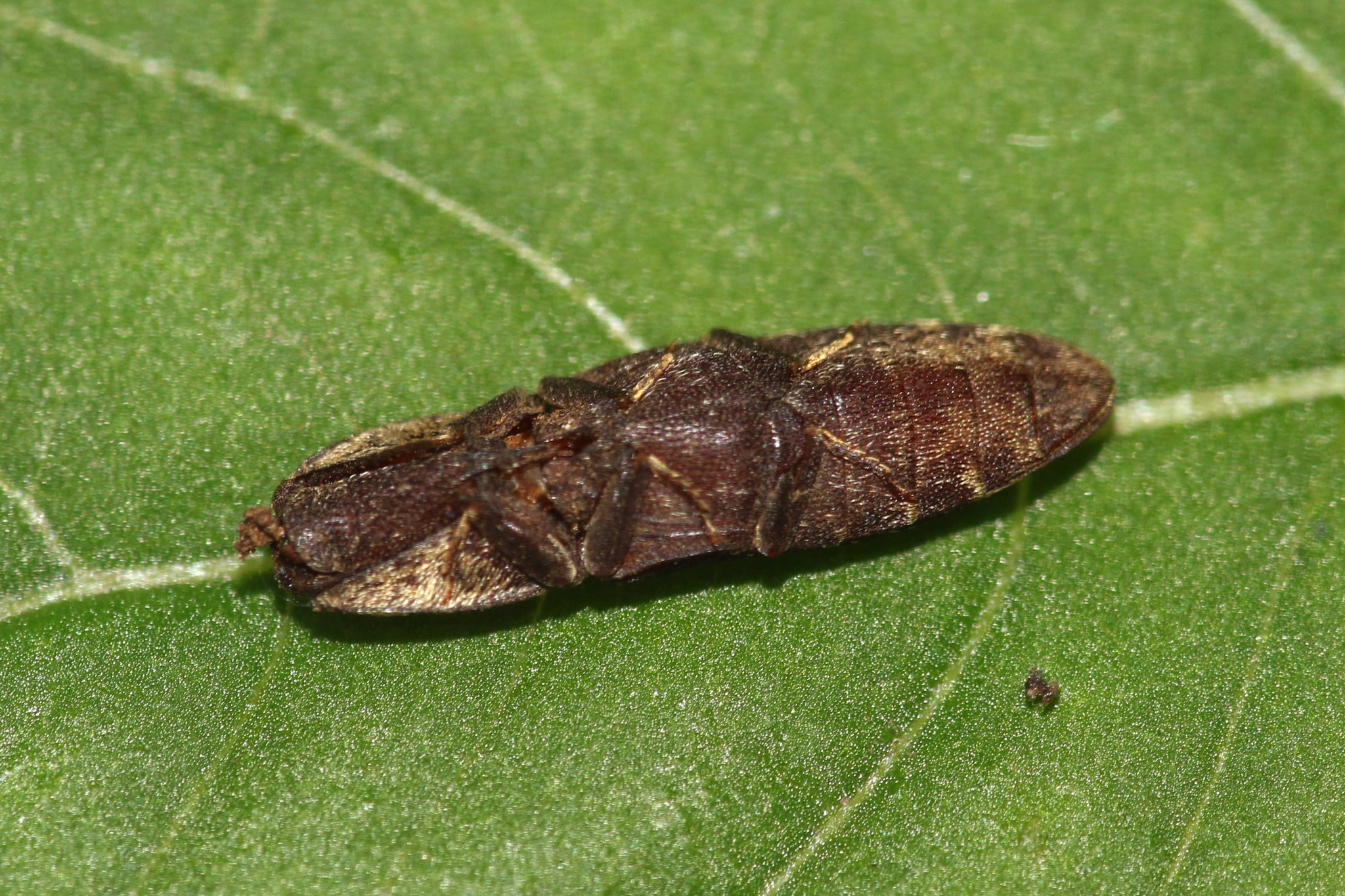 Lacon querceus (Herbst, 1784)