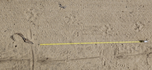 Mountain Lion Tracks – NatureTracking