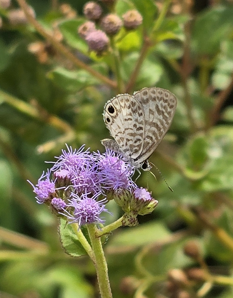 Cassius Blue from Mandarin, Jacksonville, FL 32223, USA on August 11 ...