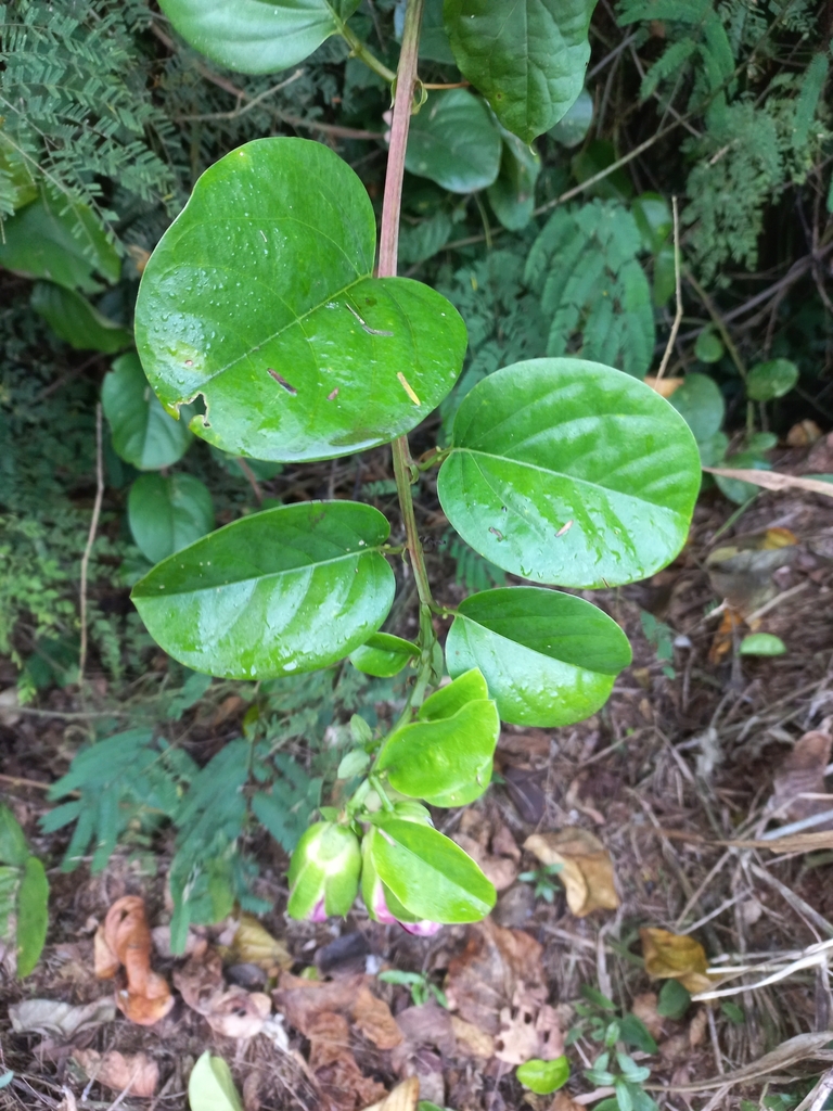 Winged-Stem Passion Flower from 101705 Zona Estancia Itavo, Paraguay on ...