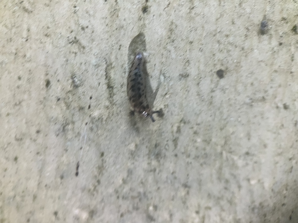 Leopard Slug from Allegheny National Forest, Pleasantville, PA, US on ...