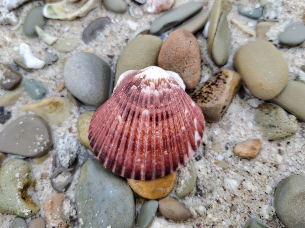 Pacific Calico Scallop from San Miguel, Provincia de Panamá, Panamá on ...