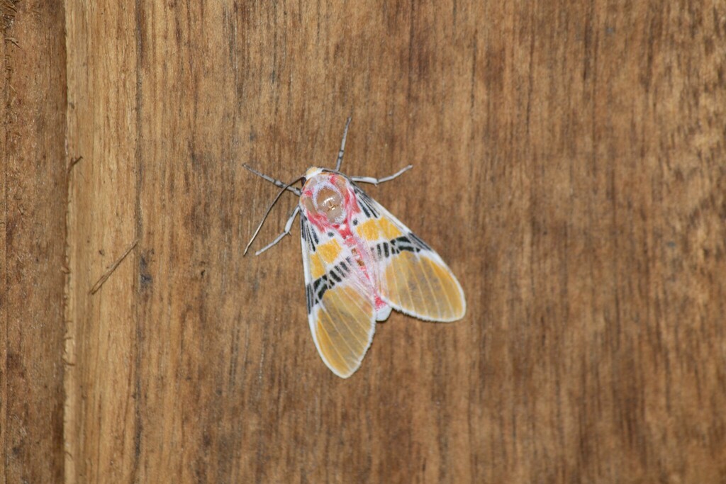 Idalus herois from Bahía Solano, CO-CH, CO on August 7, 2024 at 01:05 ...