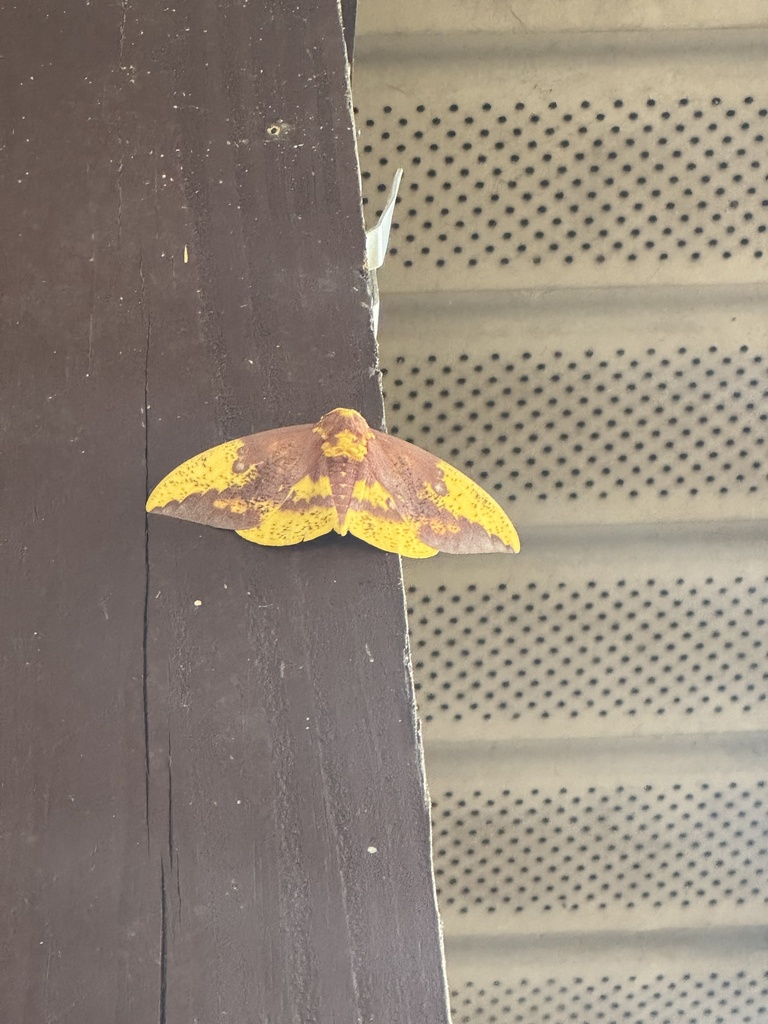 Imperial Moth from AR-10, Roland, AR, US on August 11, 2024 at 04:47 PM ...