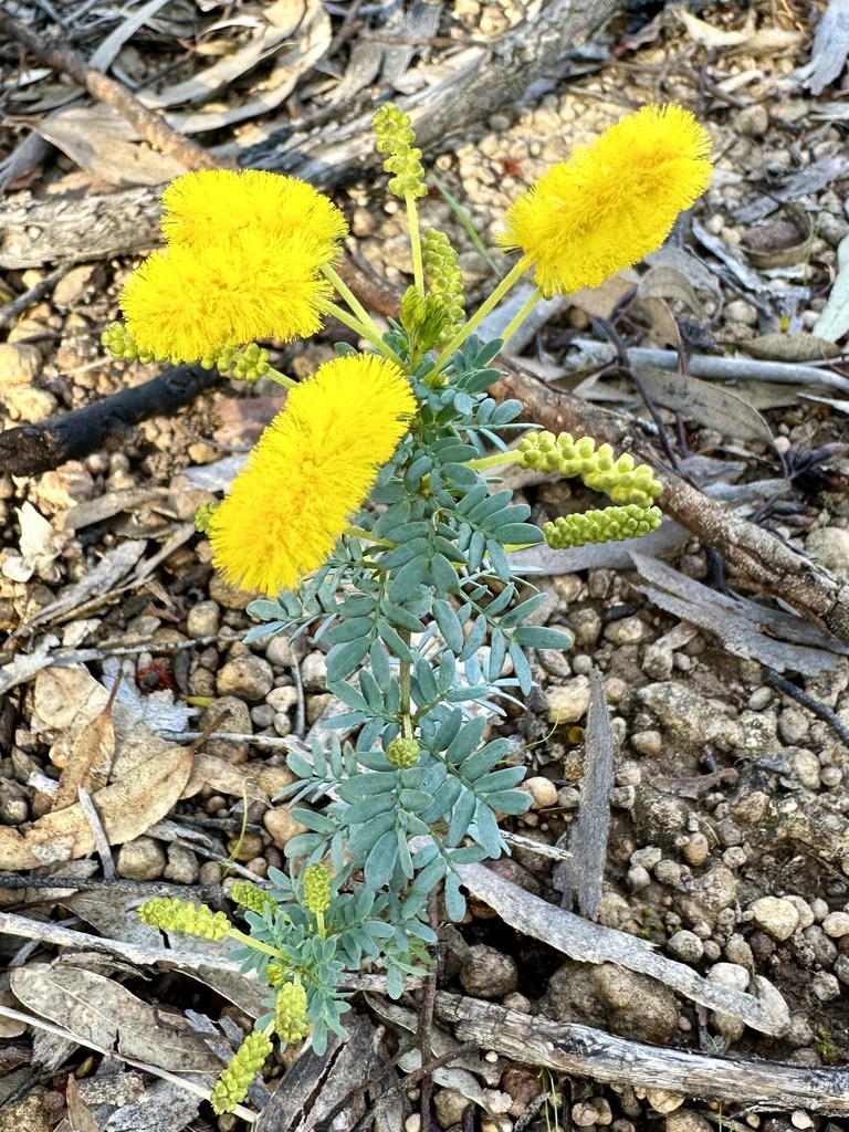 Drummond's Wattle from Mundaring State Forest, Flint, WA, AU on August ...