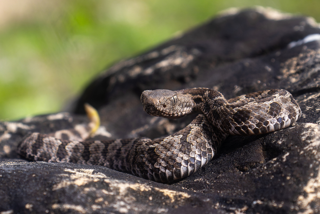 Mexican Pygmy Rattlesnake from Nicolás Bravo, Pue., México on July 12 ...