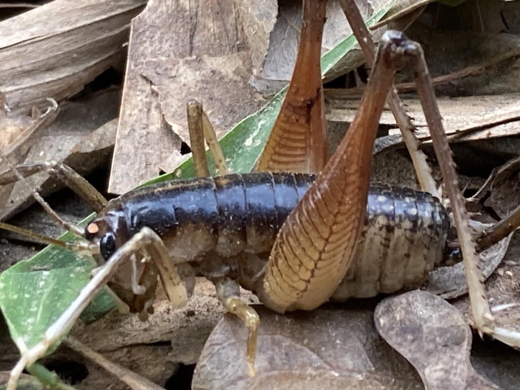 Wētā and King Crickets from Kutini-Payamu (Iron Range) National Park ...