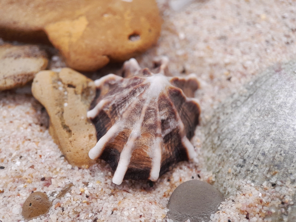 Giant False Limpet from San Miguel, Provincia de Panamá, Panamá on ...