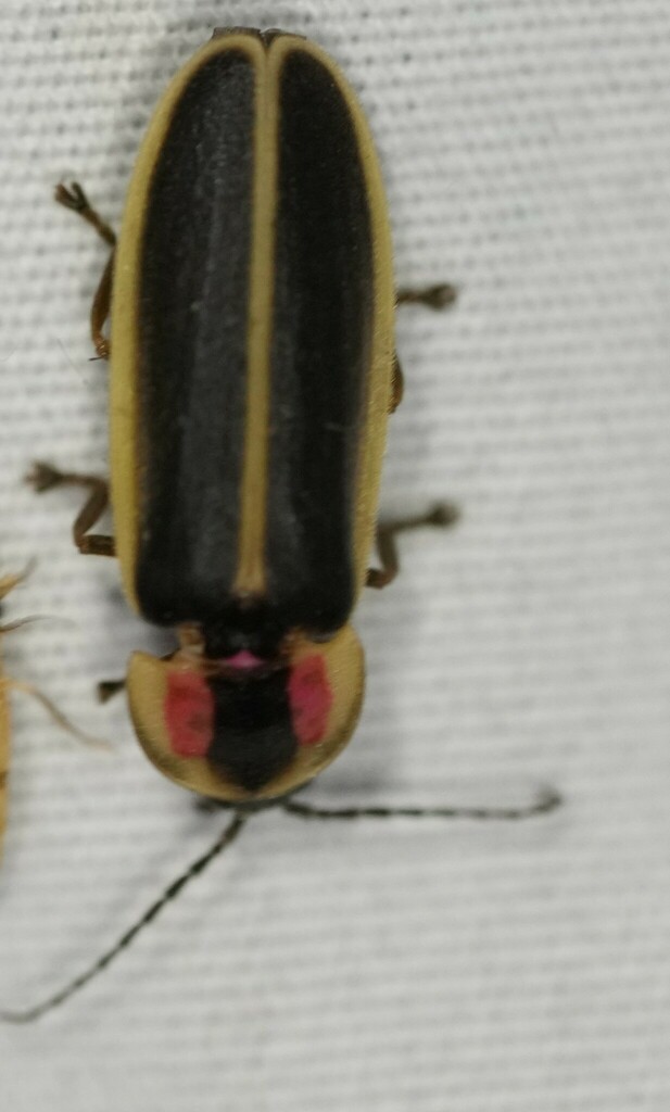 Photinus from South Baton Rouge, Baton Rouge, LA, USA on August 10 ...