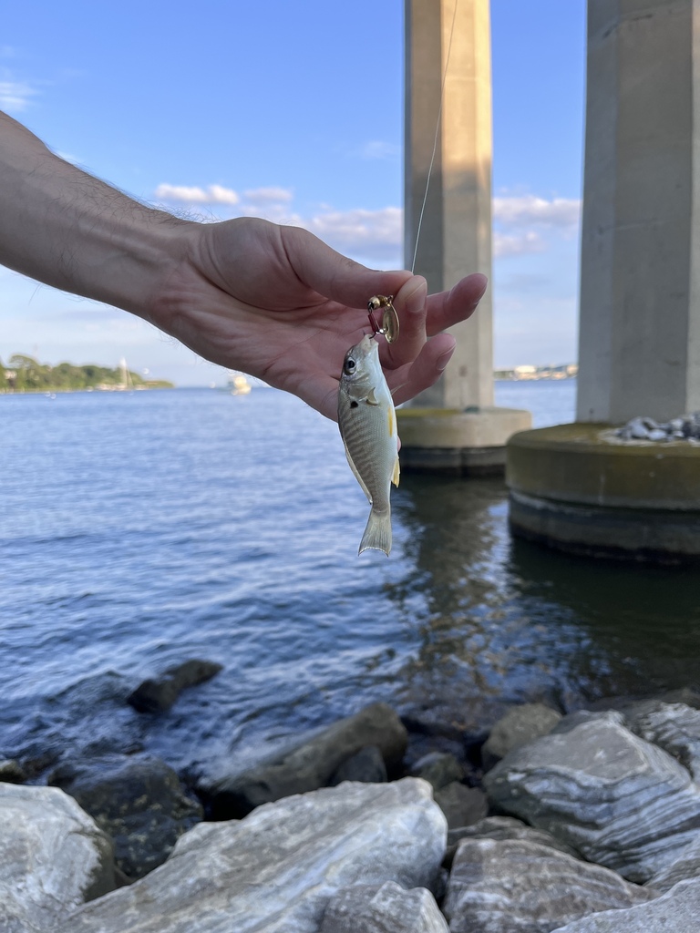 Spot Croaker from Jonas and Anne Catharine Green Park, Annapolis, MD ...