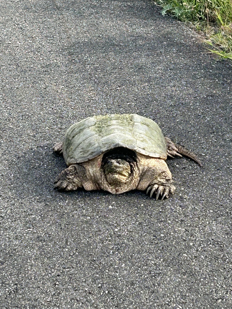 Common Snapping Turtle from Zimmerman, MN, US on August 11, 2024 at 05: ...