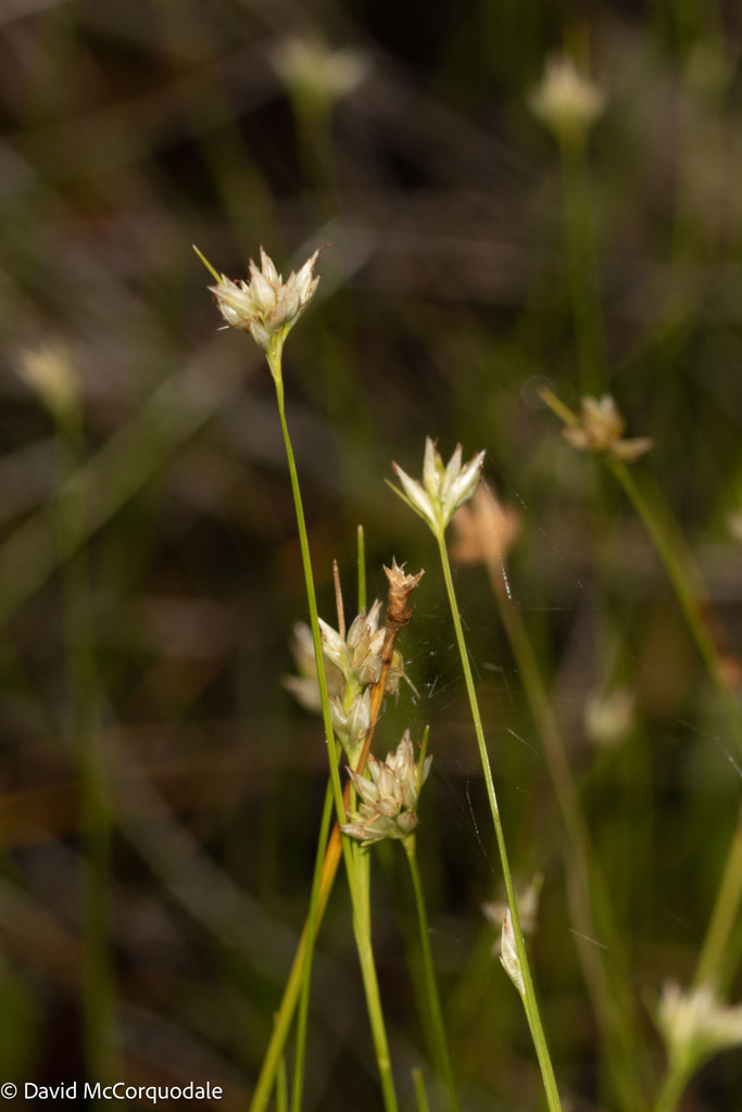 white beak-sedge from Victoria County, NS, Canada on July 26, 2024 at ...