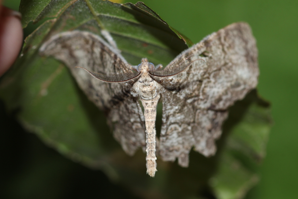 Beauveria from Orange County, IN, USA on August 11, 2024 at 06:44 PM by ...