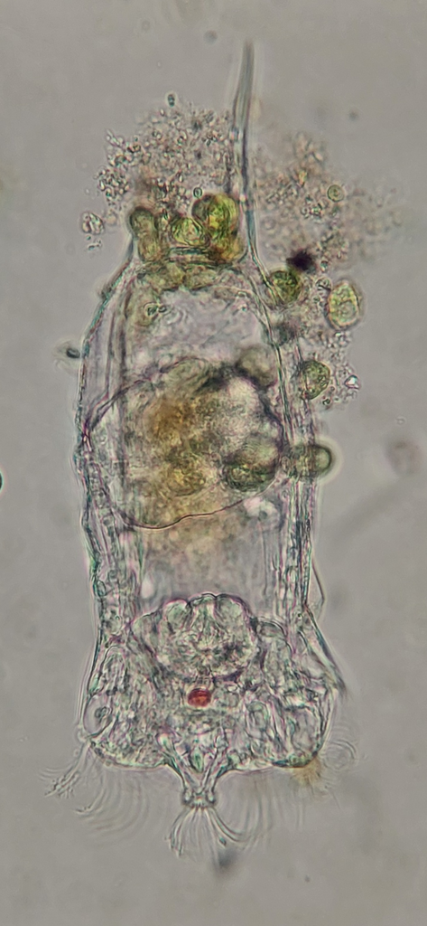 Keratella from Park Ridge QLD 4125, Australia on August 11, 2024 at 03: ...