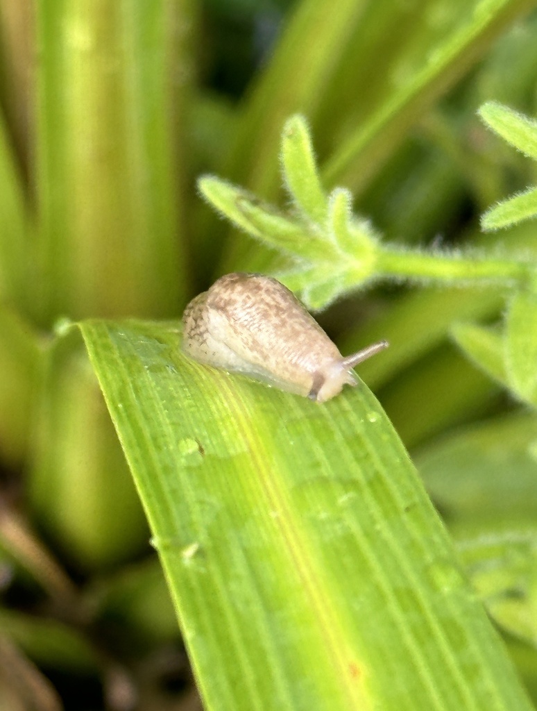 Milky Slug from Camrose Cir, Traverse City, MI, US on August 11, 2024 ...