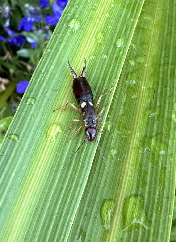European Earwig from Camrose Cir, Traverse City, MI, US on August 11 ...