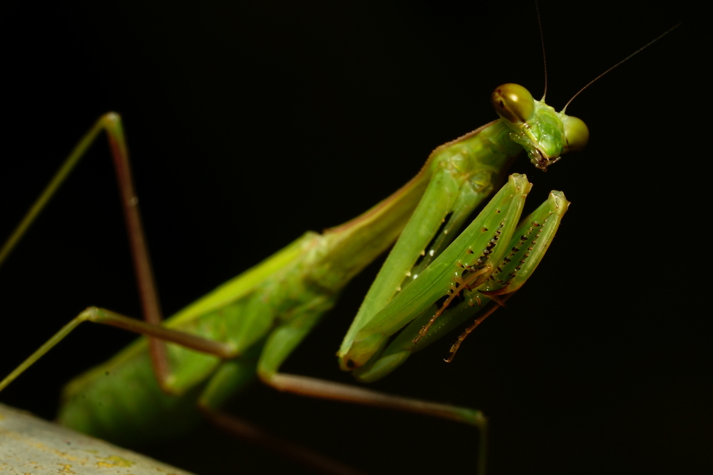 Asian Jumping Mantis from Hong Kong on June 30, 2024 at 07:01 AM by ...