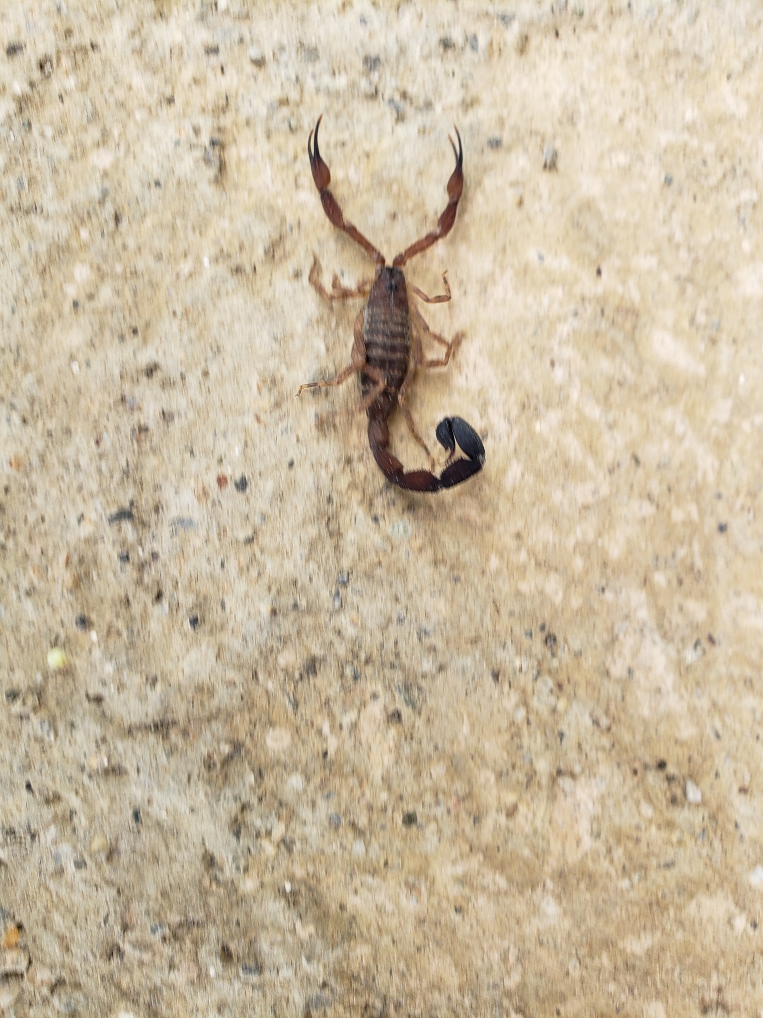 Tityus discrepans (Karsch, 1879)