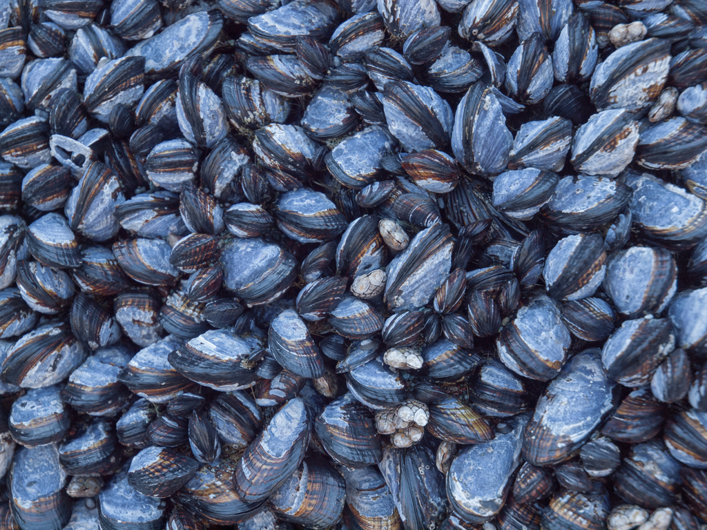 California Mussel (China Cove Organisms) · iNaturalist